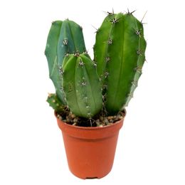 S&auml;ulenkaktus verschiedene Sorten 5,5 cm Topf
