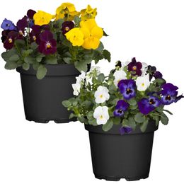 toom Hornveilchen-Trio 13 cm Topf, 2er-Set