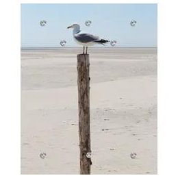Garderobenpaneel queence "Wandgarderobe mit Motiv Foto einer M&ouml;we am Meer inkl. Edelstahlhaken", wei&szlig;, B:100cm H:120cm T:2,5cm, Acrylglas, Edelstahl, Garderobenpaneele, Garderobenpaneel, HD Premium Druck auf Acrylglas