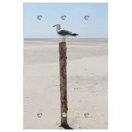 Garderobenpaneel queence "Wandgarderobe mit Motiv Foto einer M&ouml;we am Meer inkl. Edelstahlhaken", wei&szlig;, B:80cm H:120cm T:2,5cm, Acrylglas, Edelstahl, Garderobenpaneele, Garderobenpaneel, HD Premium Druck auf Acrylglas