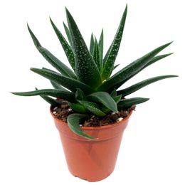 Haworthia verschiedene Sorten 5,5 cm Topf