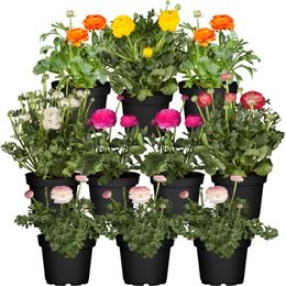 toom Ranunkel Farbmix 10,5 cm Topf, 10er-Set