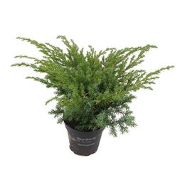 toom Konifere flach blau 12 cm Topf