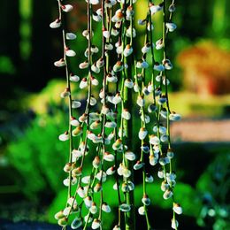 toom H&auml;ngende K&auml;tzchenweide 'Pendula' 19 cm Topf