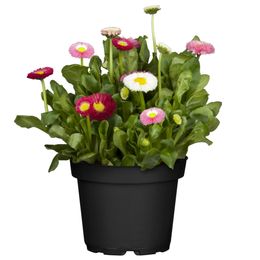 toom Tausendsch&ouml;n Trio 13 cm Topf