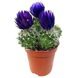Kakteen verschiedene Sorten mit Strohbl&uuml;ten 5,5 cm Topf