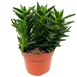 Aloe Vera verschiedene Sorten 12 cm Topf