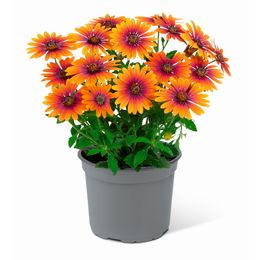 toom Kapk&ouml;rbchen verschiedene Farben 12 cm Topf