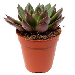 Echeveria verschiedene Sorten 5,5 cm Topf