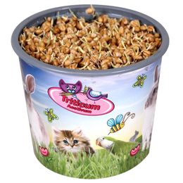 toom Tierfutterpflanze Weizengras 12 cm Topf