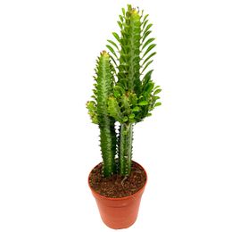 Wolfsmilch verschiedene Sorten 12 cm Topf