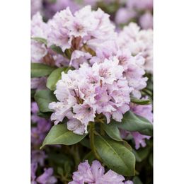 Yakushima-Rhododendron 'Silberwolke', 21 cm Topf
