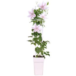 Clematis Standard zweifarbig 14 cm Topf