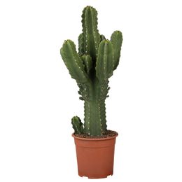Kakteen verschiedene Sorten 20 cm Topf