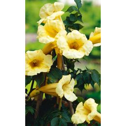 Klettertrompete 'Flava', 14 cm Topf