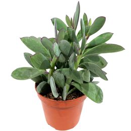 Sukkulente verschiedene Sorten 8,5 cm Topf