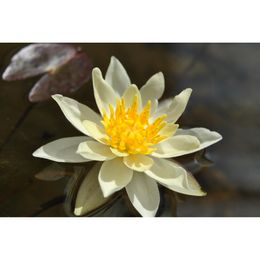 toom Seerose 'M. Chromatella', 11x11 cm Topf