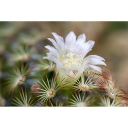 Kakteen bl&uuml;hend verschiedene Sorten 8,5 cm Topf