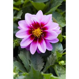 Dahlia 'Dalaya ' zweifarbig 17 cm Topf