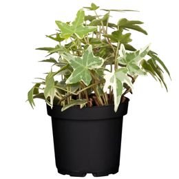 Efeu 14 cm Topf