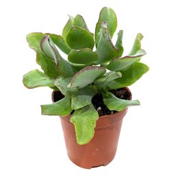 Crassula verschiedene Sorten 5,5 cm Topf