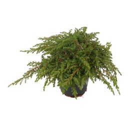 toom Konifere flach gr&uuml;n 12 cm Topf