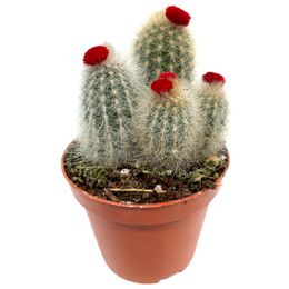 Kakteen verschiedene Sorten mit Strohbl&uuml;ten 8,5 cm Topf