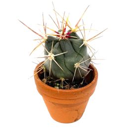 Mini Kakteen verschiedene Sorten 3,5 cm Topf