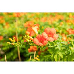 toom Trompetenblume 'Summer Jazz Indian Summer' orange 15 cm Topf