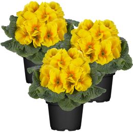 toom Primel gelb 10,5 cm Topf 3er-Set