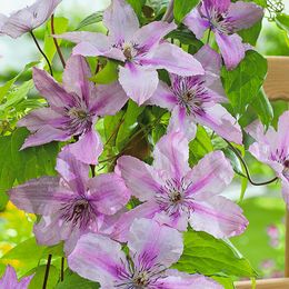 toom Clematis 'Hagley Hybrid' rosa 14 cm Topf