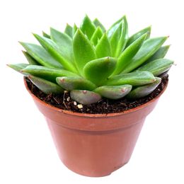 Echeveria verschiedene Sorten 8,5 cm Topf