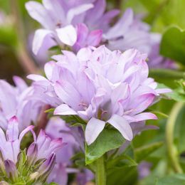 Kn&auml;uel-Glockenblume 'Caroline' Lieferform: Im 9 cm Topf