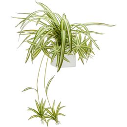 Kunstpflanze Creativ green "Gr&uuml;nlillie", gr&uuml;n, wei&szlig;, H:90cm, Kunststoff, Kunstpflanzen, Kunstpflanze, mit detailgetreuen Absenkern