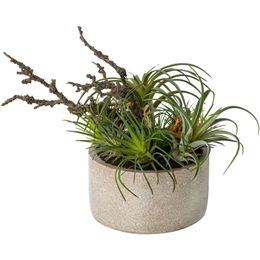 K&uuml;nstliche Zimmerpflanze Creativ green "Tillandsien-Mix in Zementschale", gr&uuml;n, H:26cm &Oslash;:25cm, Obermaterial: 100% Polyethylen, Kunstpflanzen, K&uuml;nstliche Zimmerpflanze