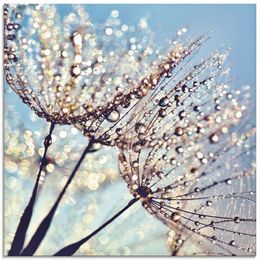 Glasbild Artland "Pusteblume Tr&ouml;pfchenf&auml;nger", blau (farbe bild(er): blau), B:50cm H:50cm, Bilder, in verschiedenen Gr&ouml;&szlig;en