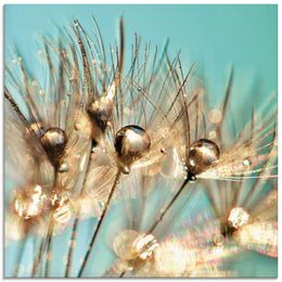 Glasbild Artland "Pusteblume Goldener Tau", blau (farbe bild(er): blau), B:50cm H:50cm, Bilder, in verschiedenen Gr&ouml;&szlig;en