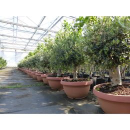 Olivenbaum Bonsai 100 - 120 cm Formgeh&ouml;lz, Olive winterhart, Olea europaea