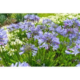 Schmucklilie 'Summer Love ' blau und wei&szlig; 17 cm Topf
