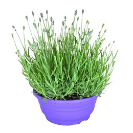Lavendel 21 cm Schale