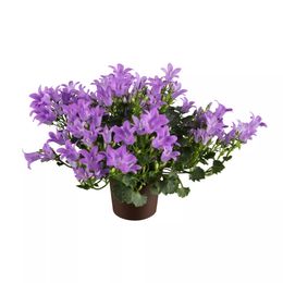 Glockenblume 'Take Mee ' verschiedene Farben 10,5 cm Topf