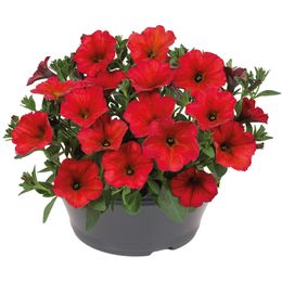 Petunie 'Sky' verschiedene Farben 23 cm Schale