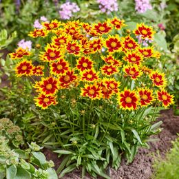 Gro&szlig;blumiges M&auml;dchenauge 'Solar Jewel' Lieferform: Im 9 cm Topf