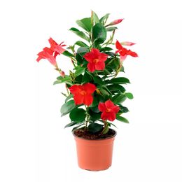 Dipladenie Busch verschiedene Farben 10,5 cm Topf
