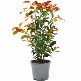 Glanzmispel 'Carr&eacute; Rouge' Busch 17 cm Topf