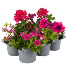 Sommerblumen 'MixMasters ' 6 Pflanzen im Tray