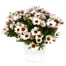 Strauchmargerite 'Grandaisy' verschiedene Farben 40 cm, 19 cm Topf