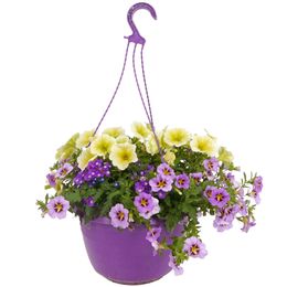 Ampel-Mix 'Confetti Garden ' 27 cm Topf