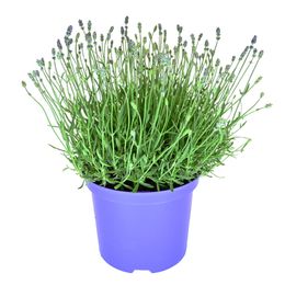 Lavendel 'Essence purple' 23 cm Topf