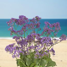 Strandflieder 'Purple Parachute' Lieferform: Im 9 cm Topf